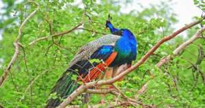Peacock Facts : 20 Facts To Know About Peacock