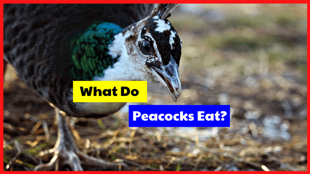 What Do Peacocks Eat Knowing These 5 Types Of Peacock Food