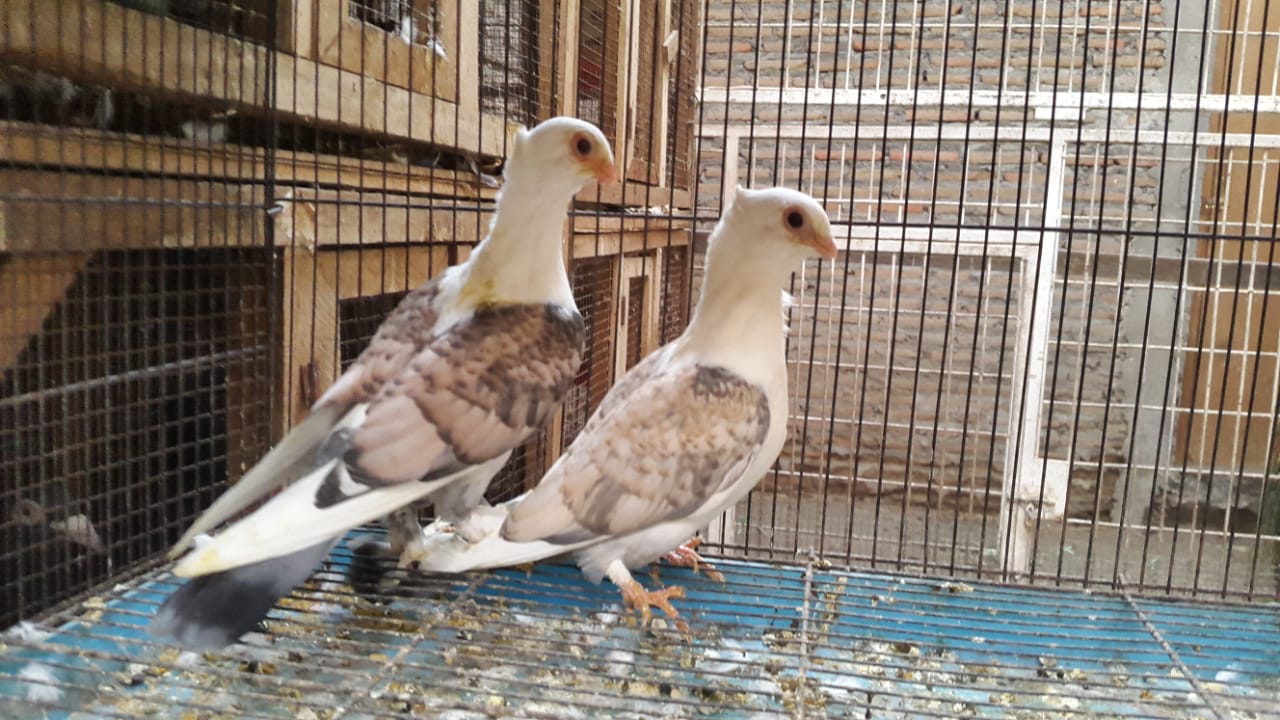 Pengiriman Burung Merpati Hias ke Cirebon