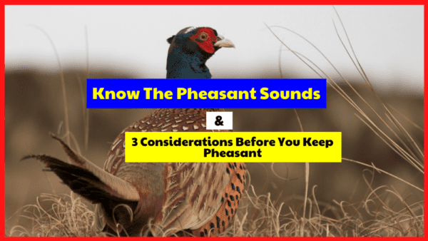Know the Pheasant Sounds And 3 Considerations Before Keep Pheasant!
