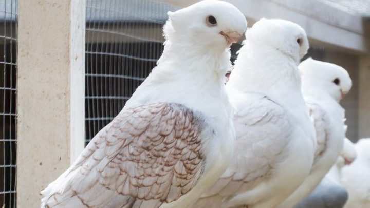 Merpati Sattinet - jualayamhias.com