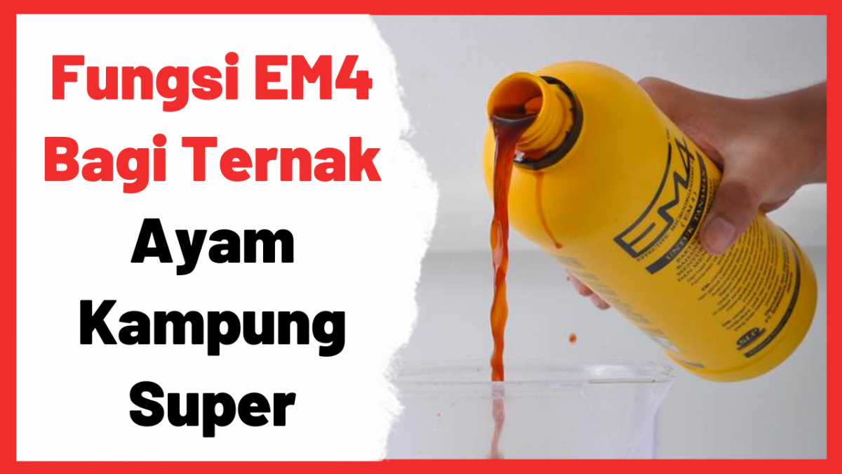 Fungsi EM4 Bagi Ternak Ayam Kampung Super (JOPER)