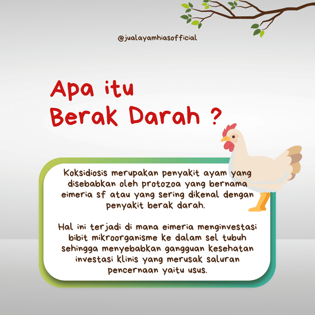 4 Cara Mudah Mengatasi Penyakit Berak Darah pada Ayam