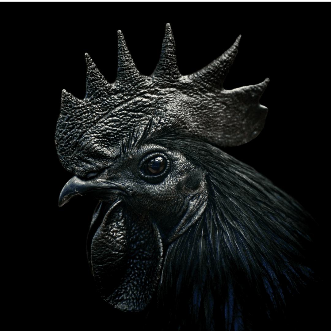 Mengenal Mitos & Asal Usul Ayam Cemani (Part 1)