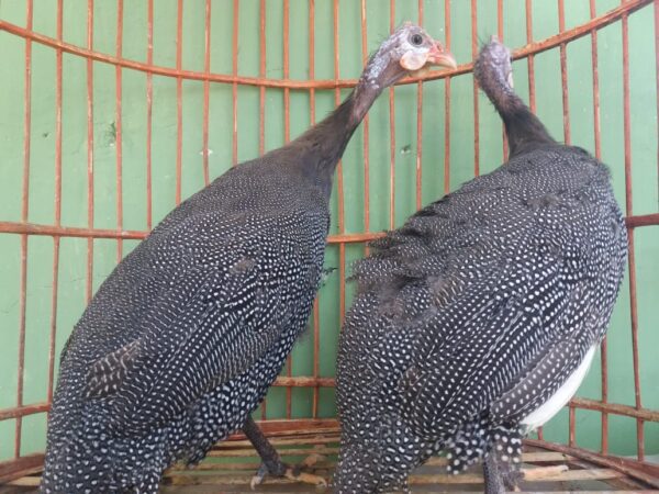 Jenis-jenis Ayam Mutiara yang Paling Populer