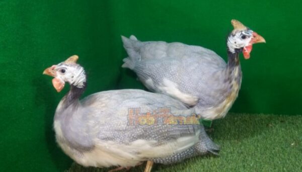 Jenis-jenis Ayam Mutiara yang Paling Populer