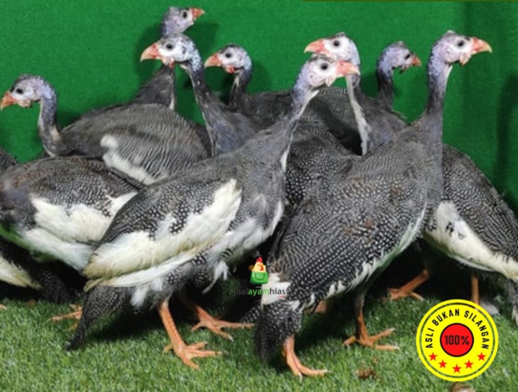 Jenis-jenis Ayam Mutiara yang Paling Populer