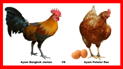 Mengenal Asal Usul Ayam Kampung Super (JOPER)
