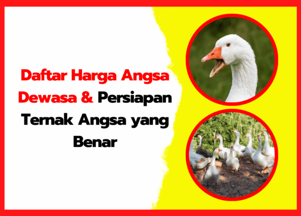 HP: 08564 7723 888 | Harga Angsa Dewasa Persiapan Ternak Angsa