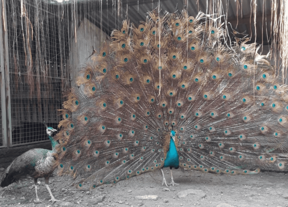 7 Jenis Burung Merak Paling Populer di Dunia