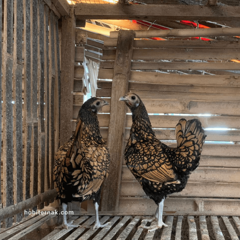 10 Jenis Ayam Hias Populer yang Banyak Dicari di Indonesia