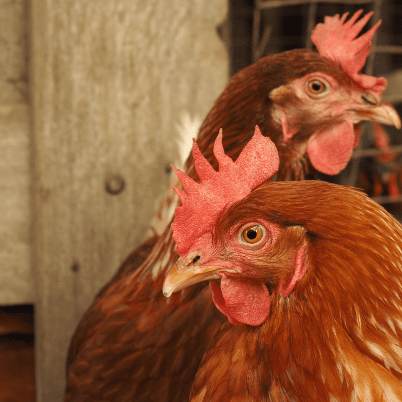 Cara Meningkatkan Birahi Ayam untuk Hasil Ternak Optimal