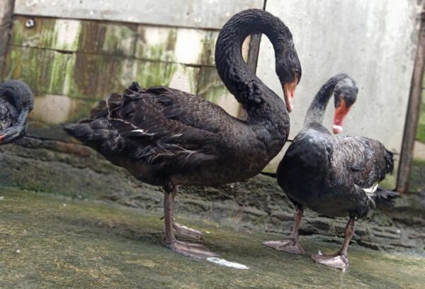 Jual Angsa Hitam (Black Swan) Unik & Langka – Harga, Karakter, dan Cara ...