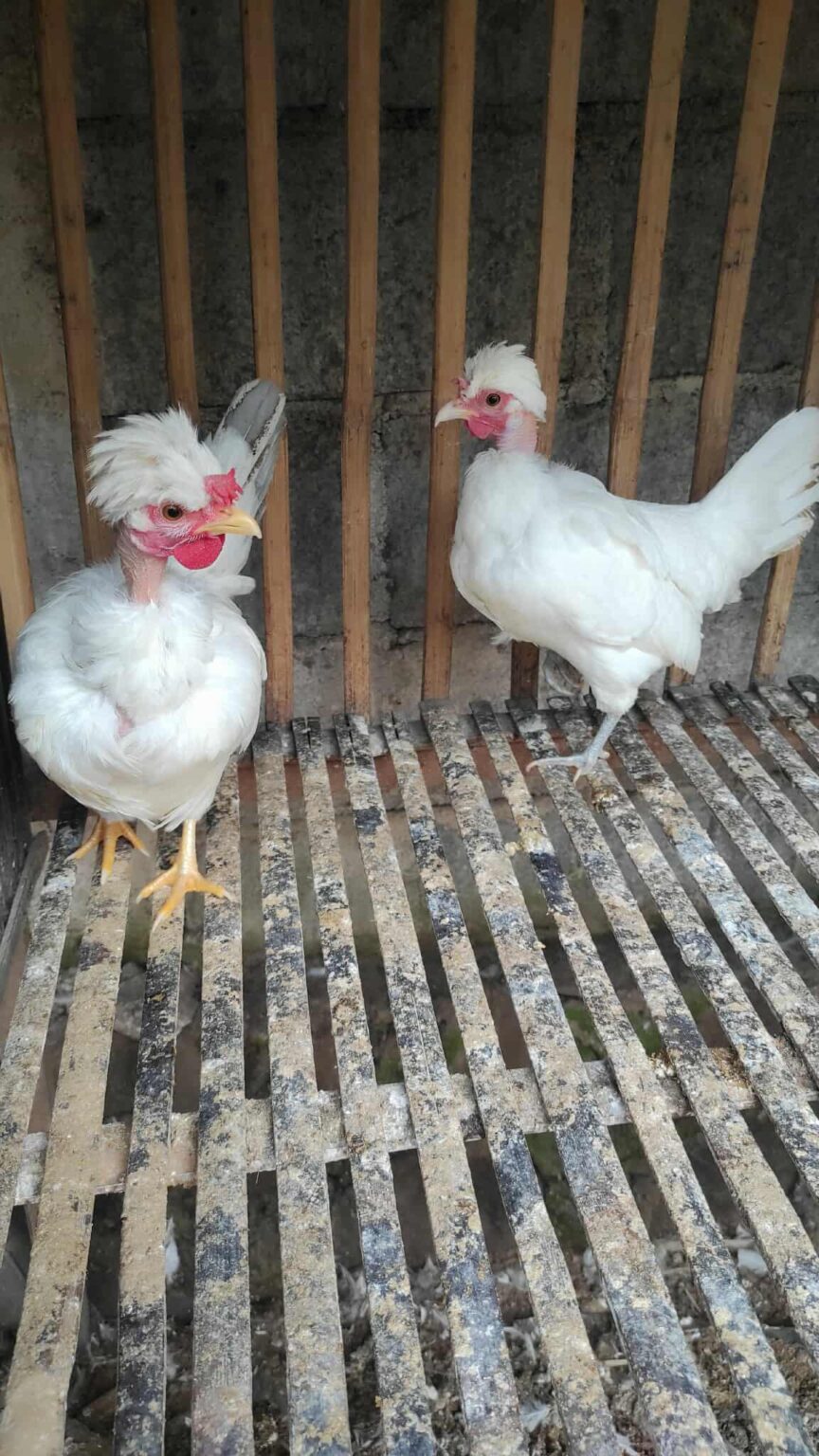 Ayam leher gundul dengan ciri khas leher polos tanpa bulu, tampil unik ...