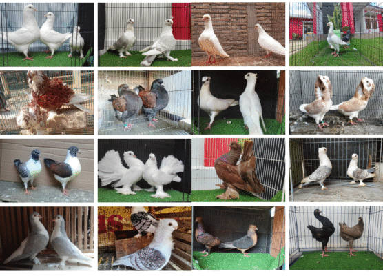 Jual Burung Merpati Terlengkap & Berkualitas di Indonesia